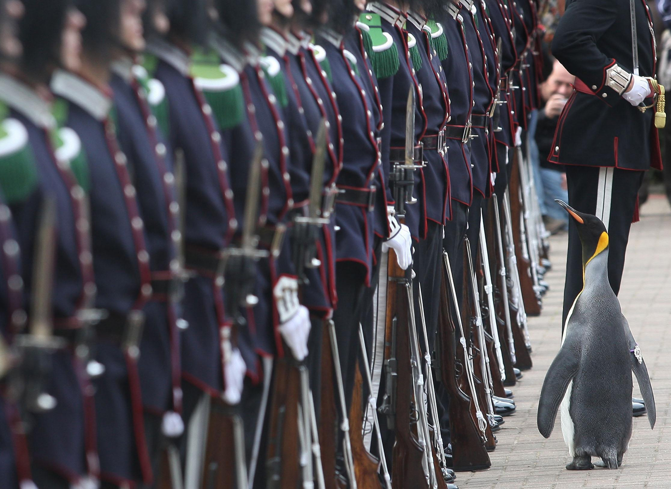 King penguin knighted | News, Sports, Jobs - Lawrence Journal-World ...